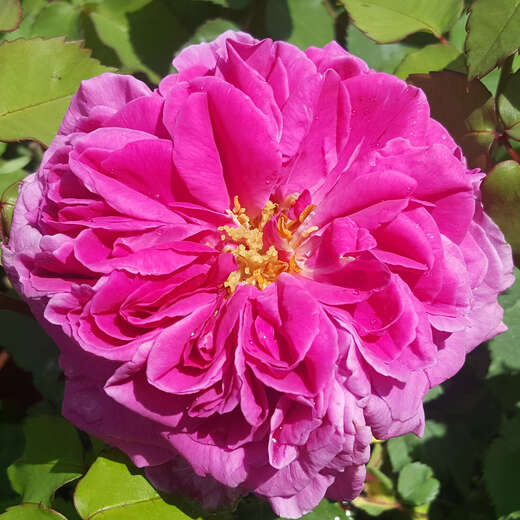 Historische Strauchrose - Rose 'Mme Pierre Oger' - rosa