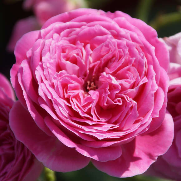 Historische Strauchrose - Rose 'Rotkäppchen' - rosa