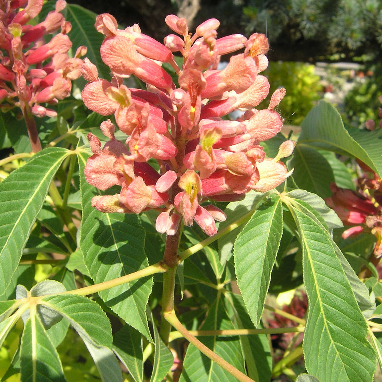 Rotblühende Strauchkastanie - Aesculus pavia discolor - mehrfärbig