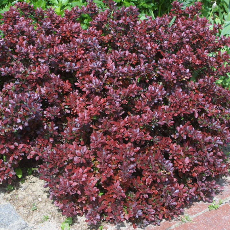 Zwerg-Blutberberitze - Berberis thunbergii 'Atropurpurea Nana' - gelb
