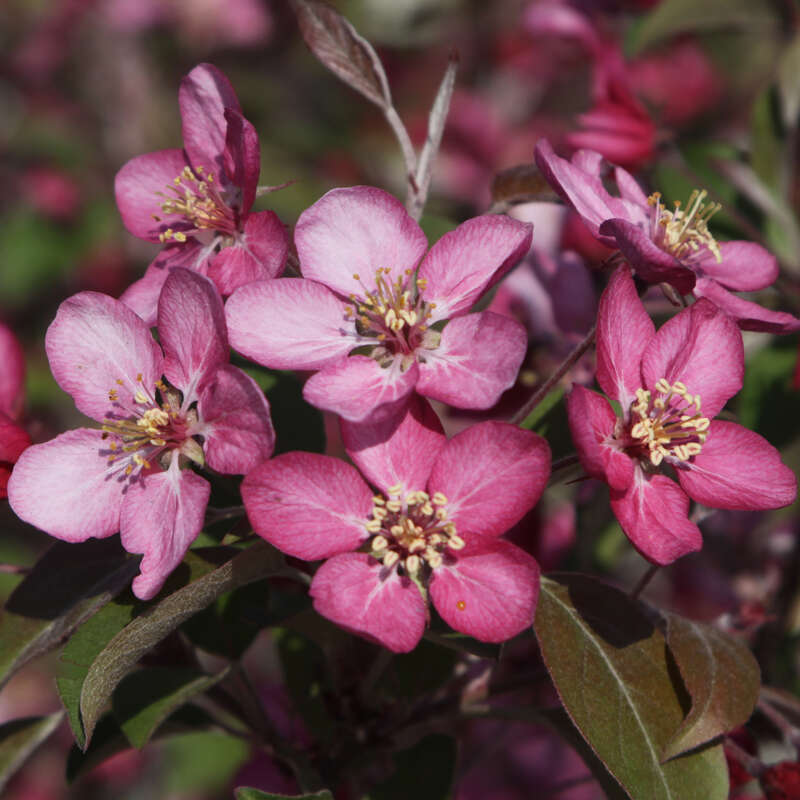 Zierapfel - Malus 'Coccinella' - rosa