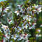 Kurilenkirsche - Prunus nipponica 'Ruby' - rosa