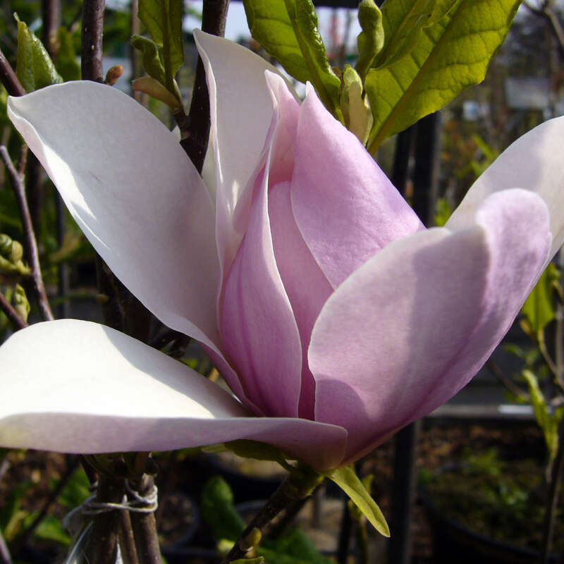 Magnolie - Magnolia 'Pinkie' - rosa