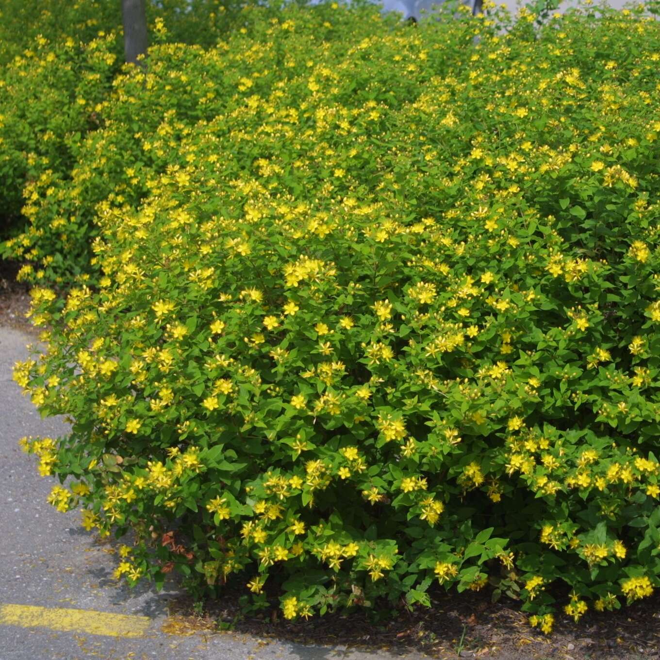 Johannisstrauch - Hypericum inodorum 'Elstead' - gelb