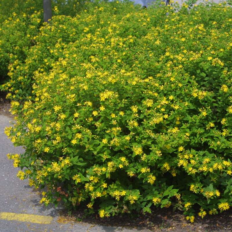 hypericum inodorum elstead