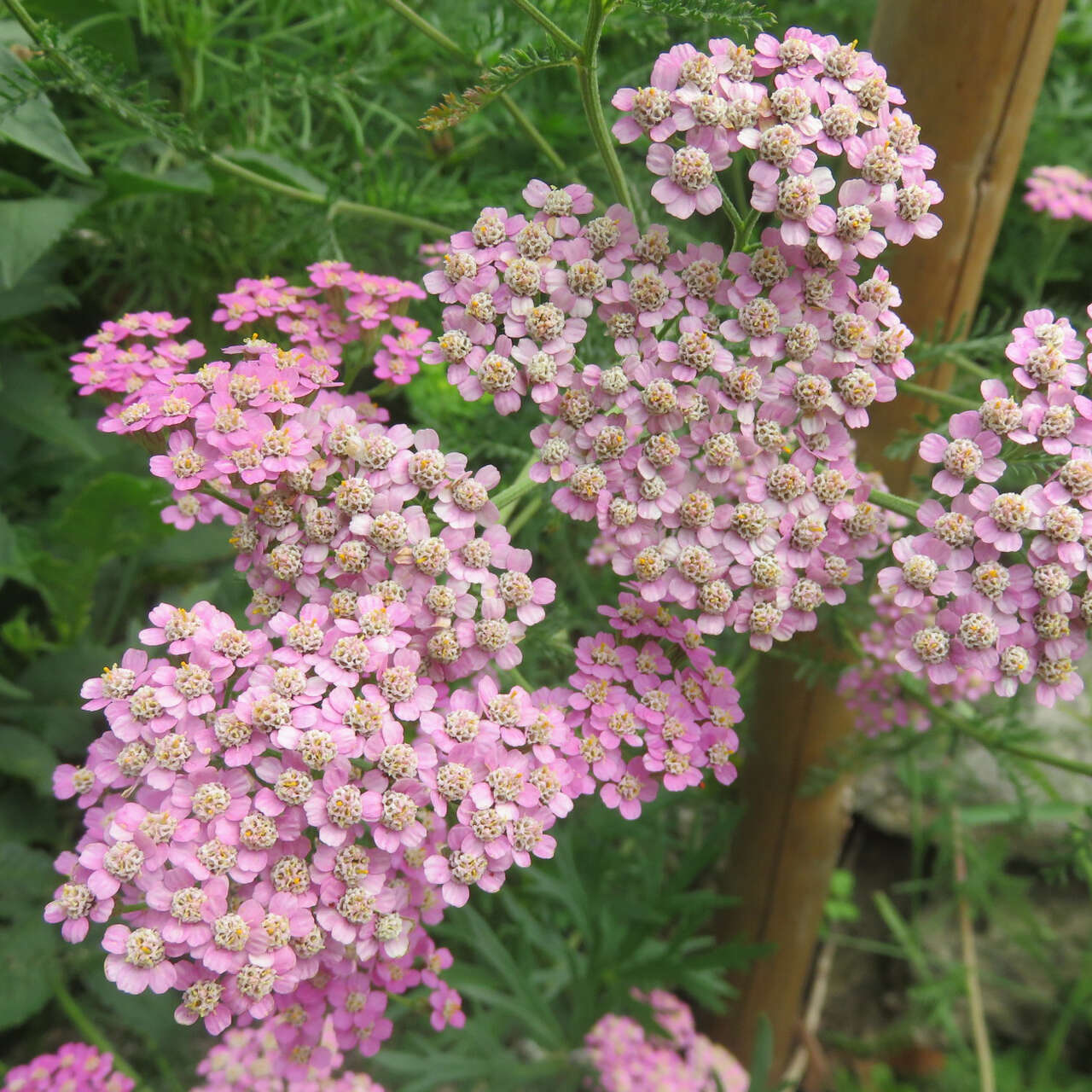 Schafgarbe - Achillea millefolium 'Lilac Beauty' - rosa