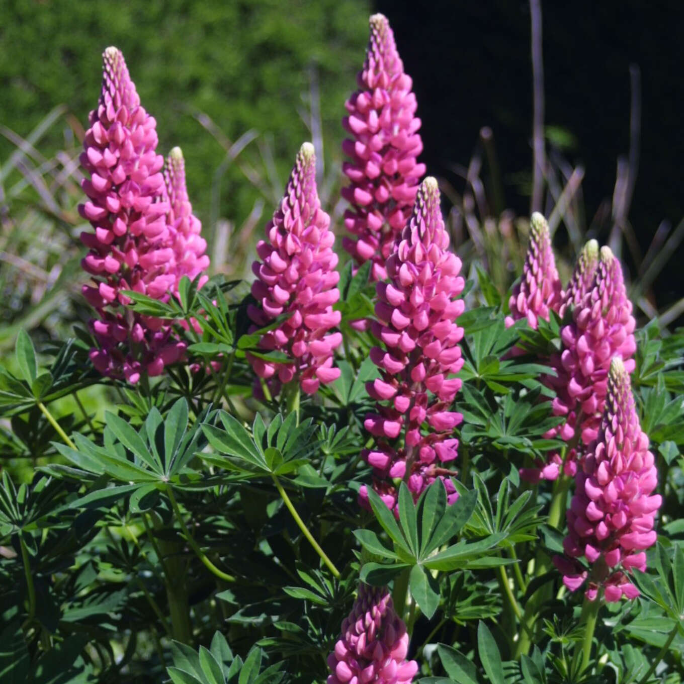 Wolfsbohne, Lupine - Lupinus 'Russel Rosa' - rosa