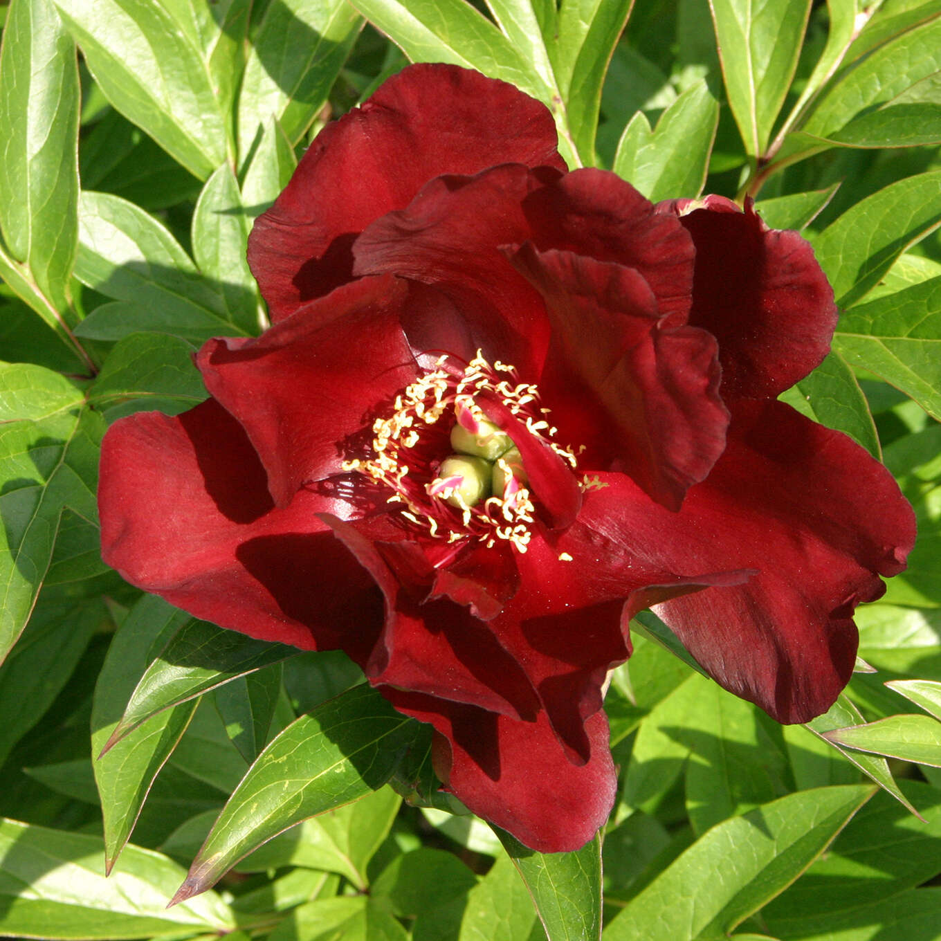 Pfingstrose Intersectional-Hybride - Paeonia Intersec. 'Red Double ...
