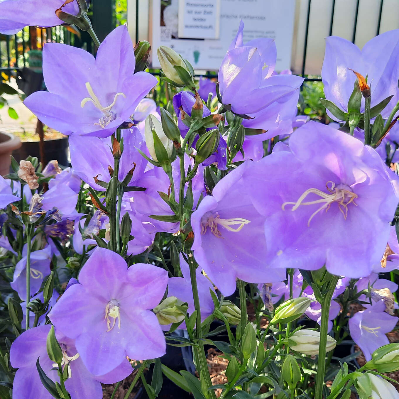 Pfirsichblättrige Glockenblume - Campanula persicifolia 'Takion Blue ...