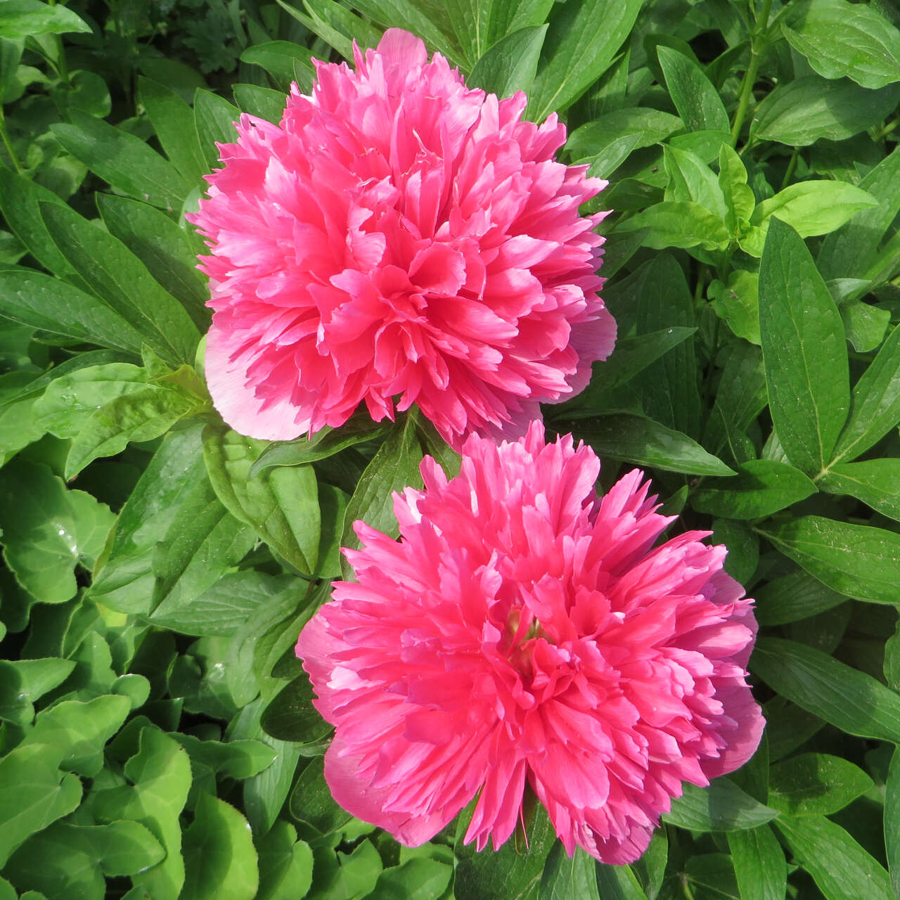 Bauernpfingstrose - Paeonia officinalis 'Rosea Plena' - rosa