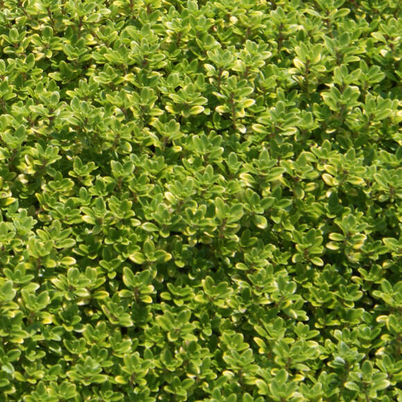 Zitronenthymian - Thymus citriodorus 'Bertram Anderson' - lila