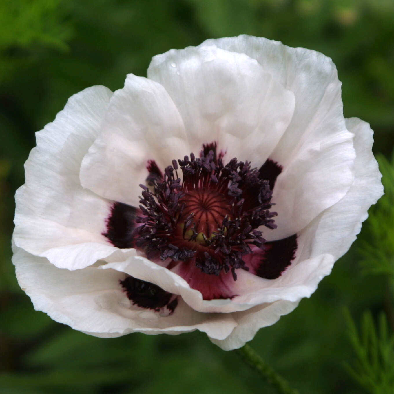 Orientalischer Mohn - Papaver orientale 'Royal Wedding' - weiß Orientalischer Mohn - Papaver orientale 'Royal Wedding' - weiß