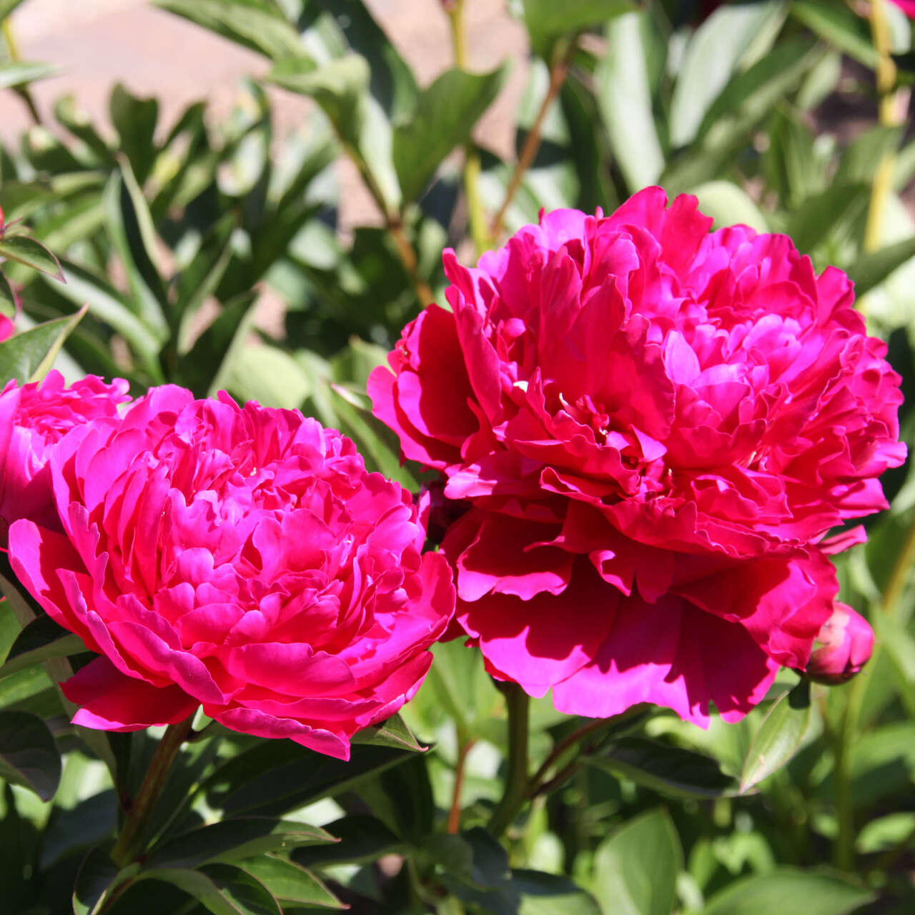 Pfingstrose - Paeonia lactifl. 'Paul M. Wild' - rot