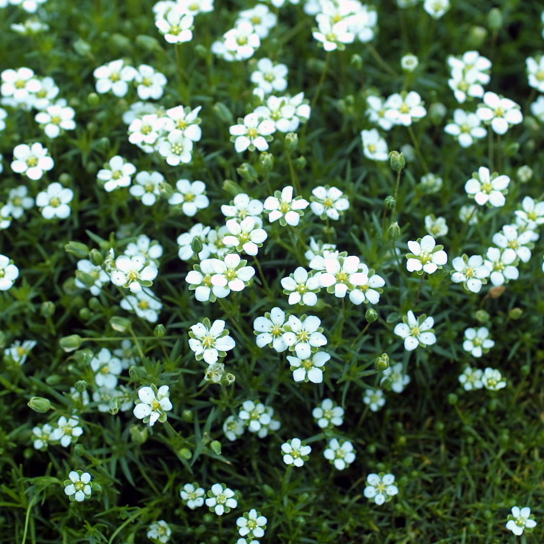 Sternmoos - Sagina subulata - weiß