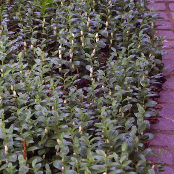 Zwerg-Salomonssiegel - Polygonatum humile - weiß