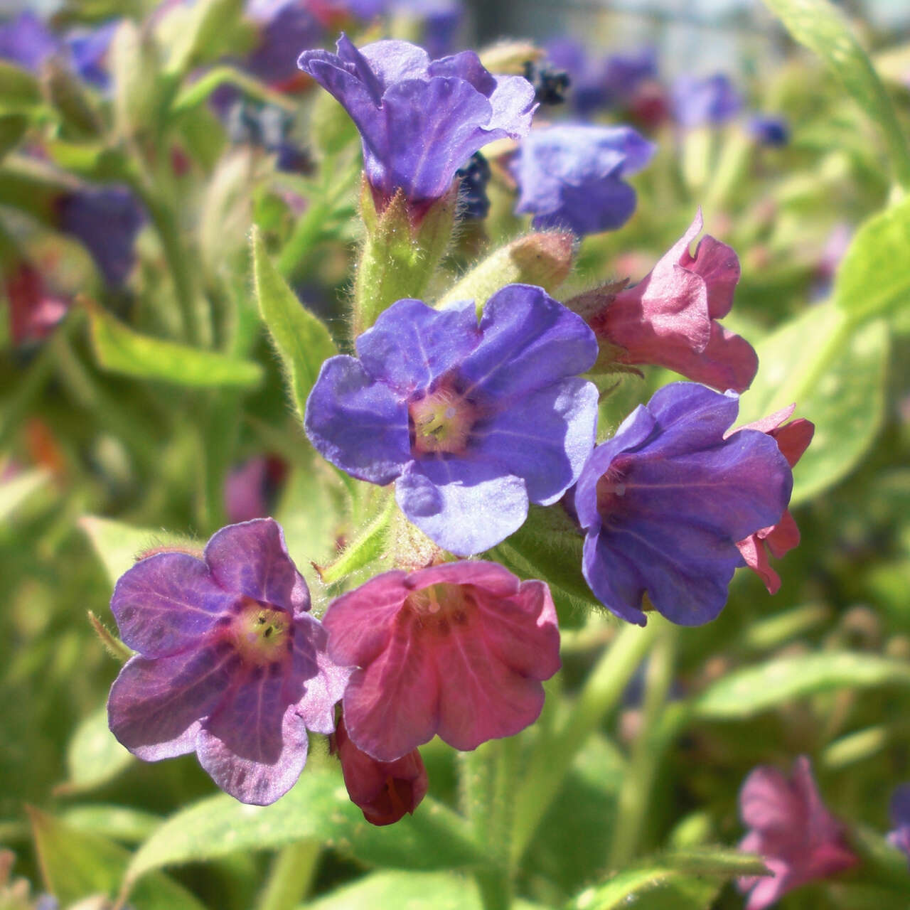 Lungenkraut - Pulmonaria rubra 'Redstart' - rot