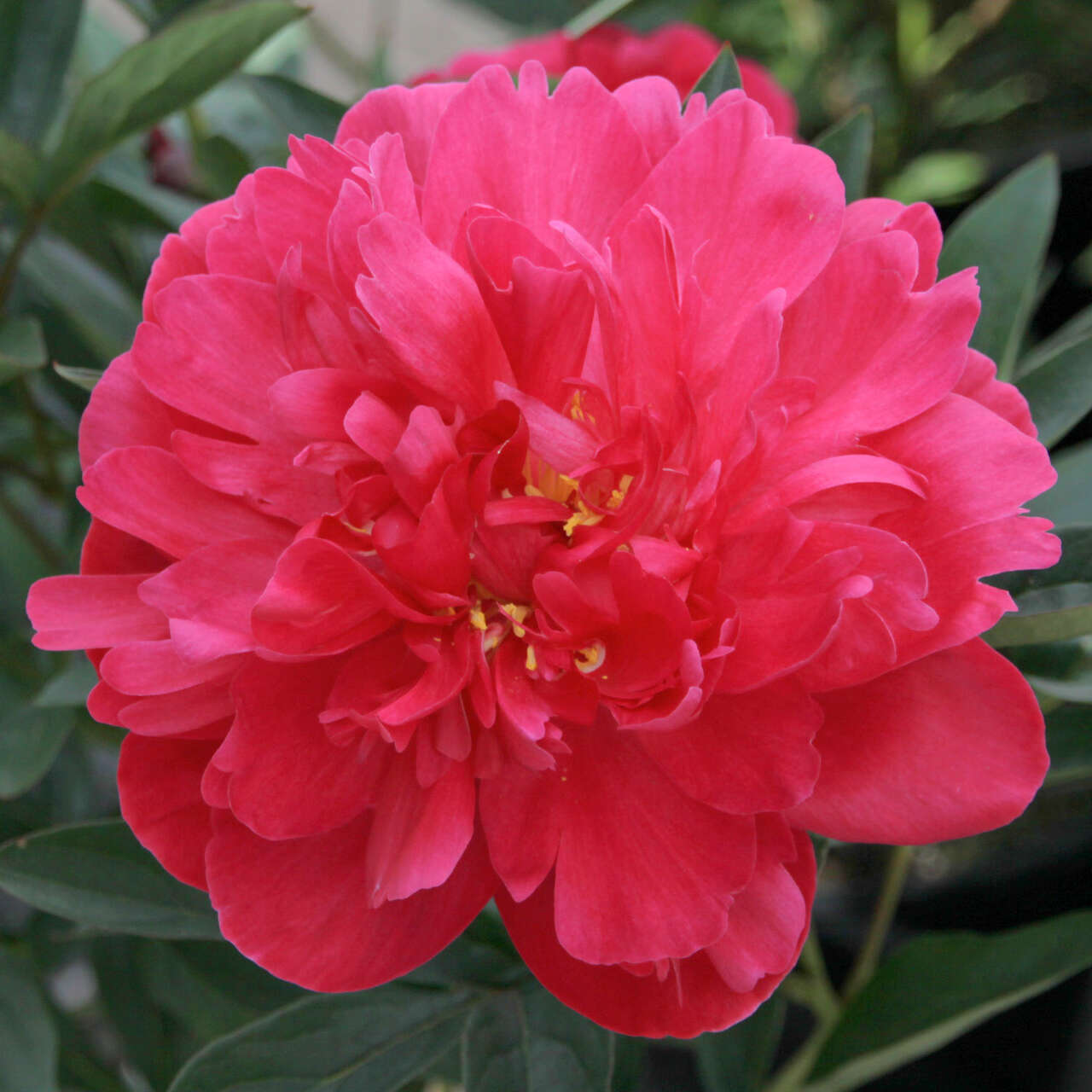 Pfingstrose - Paeonia lactiflora 'Kansas' - rot