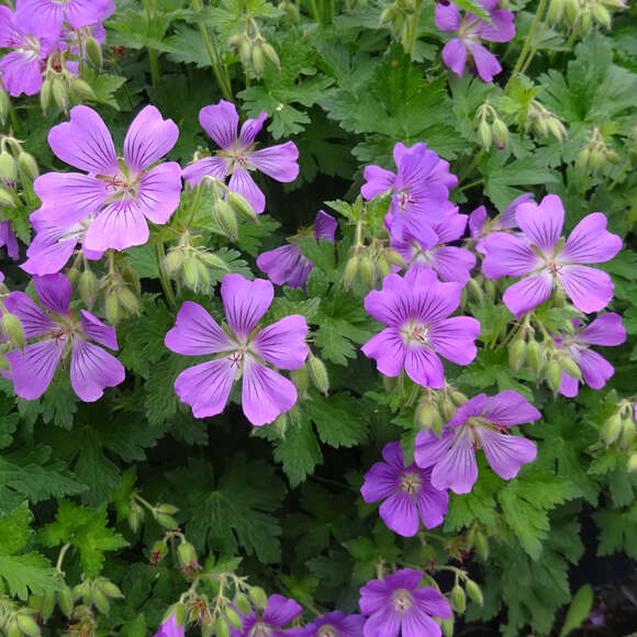 Storchschnabel - Geranium gracile 'Sirak' - lila