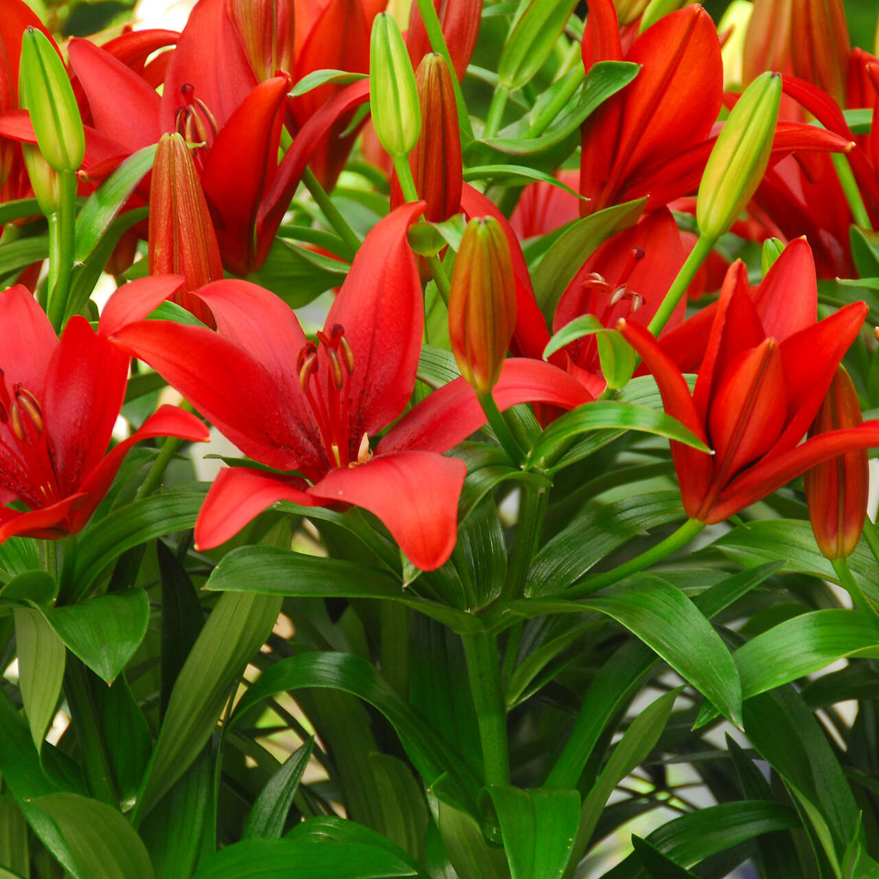 Großblumige Gartenlilie - Lilium 'Red County' - rot