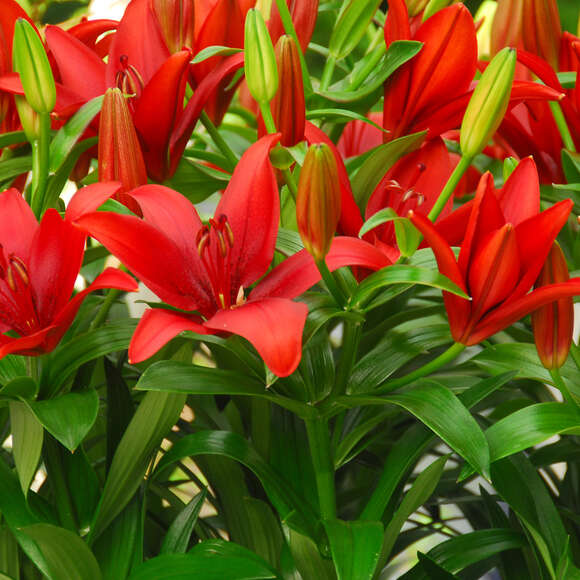 Großblumige Gartenlilie - Lilium 'Red County' - rot