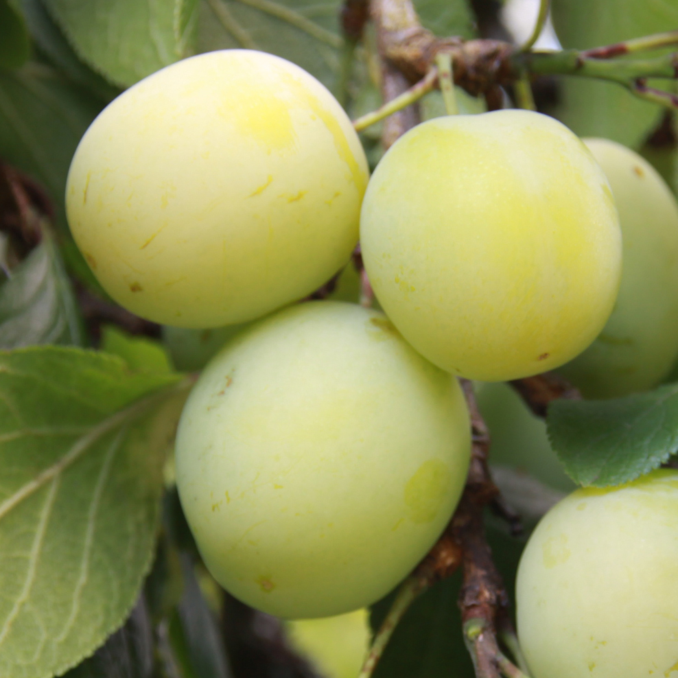 Ringlotte - Prunus domestica 'Große Grüne Ringlotte' - weiß