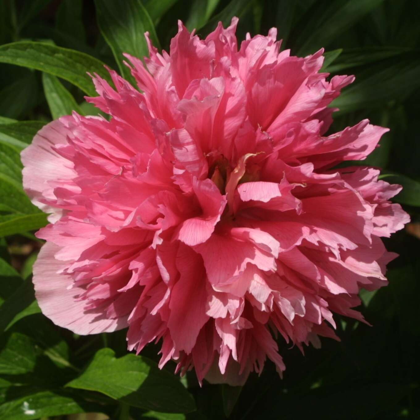 Bauernpfingstrose - Paeonia officinalis 'Rosea Plena' - rosa