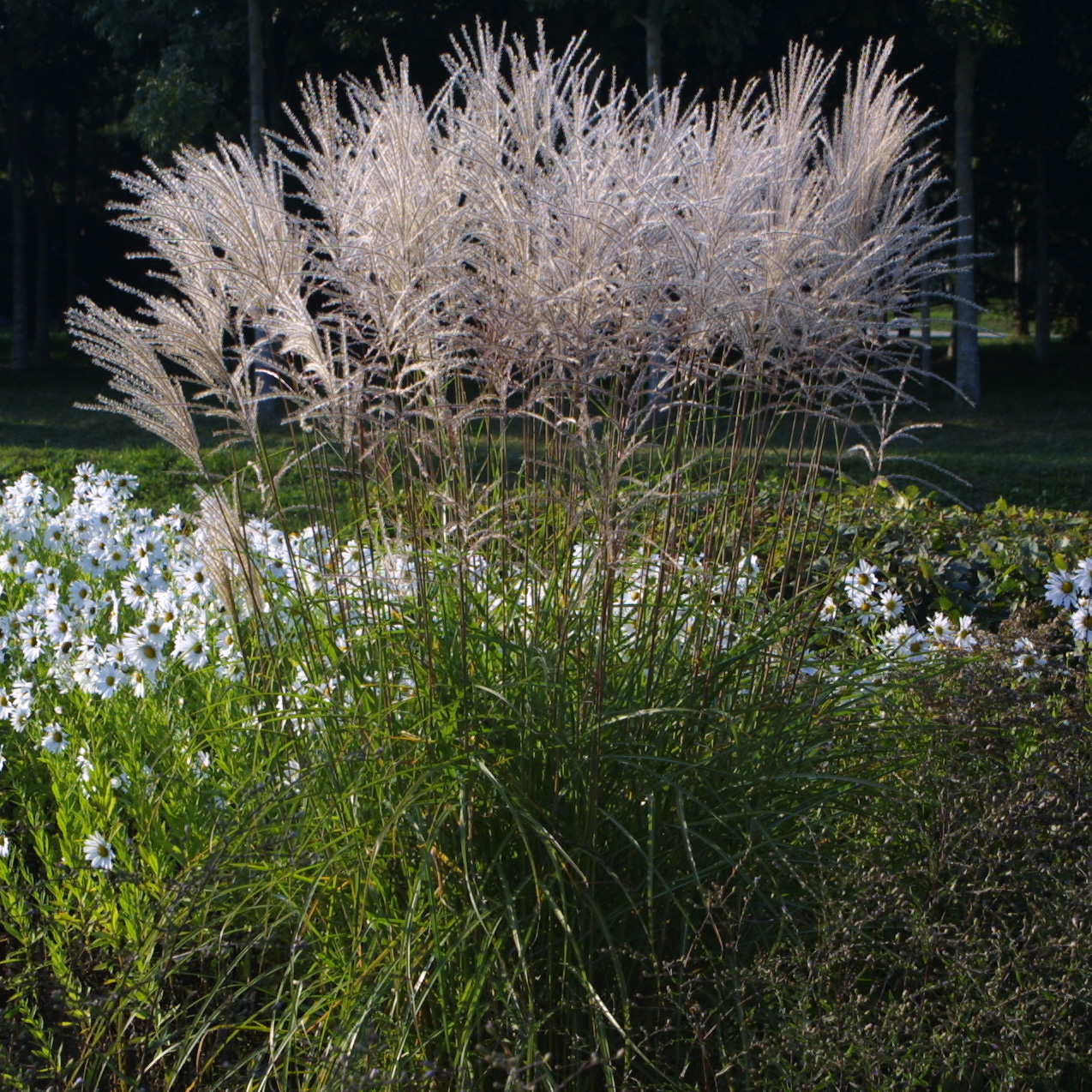 Chinaschilf - Miscanthus sinensis 'Kleine Silberspinne' - weiß