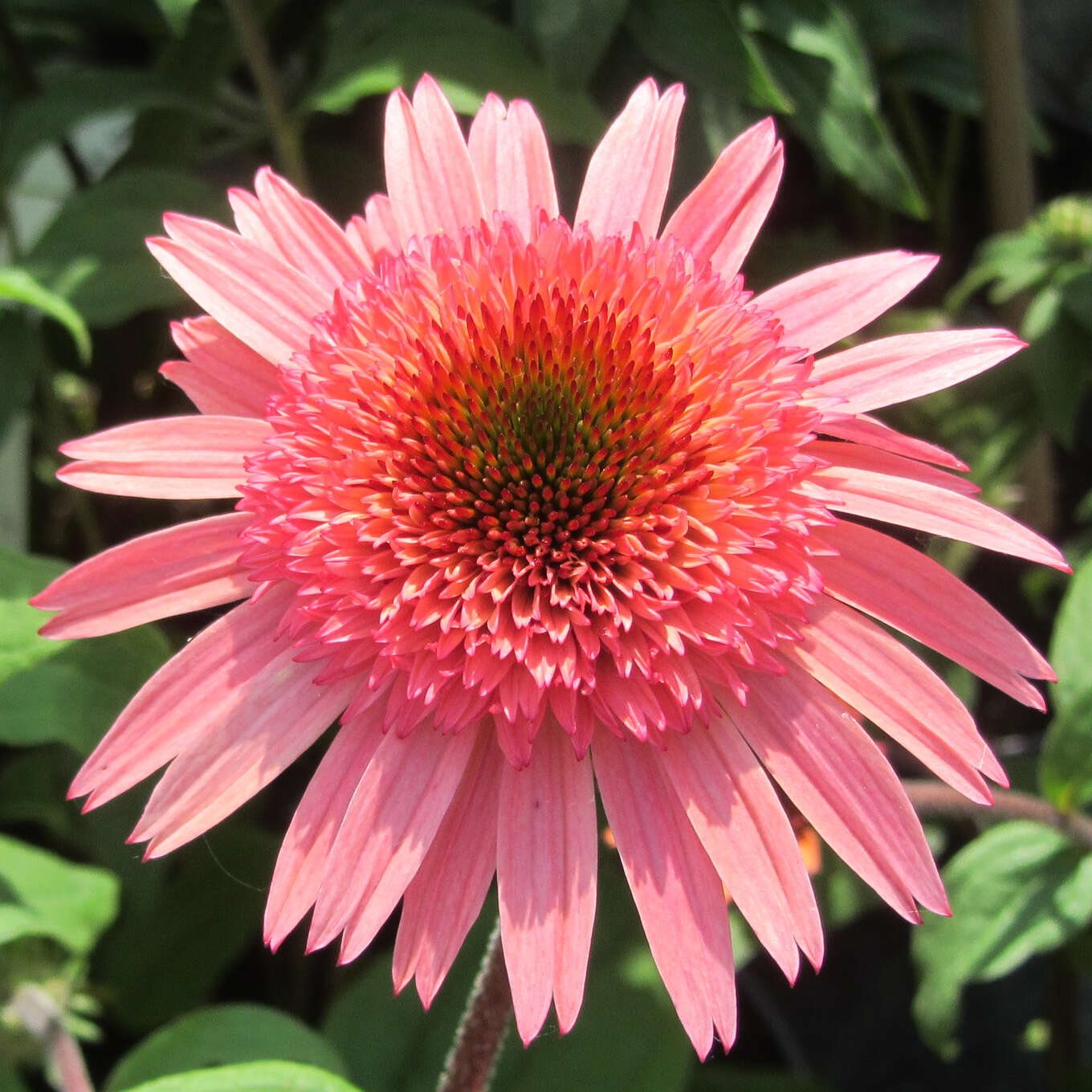 Sonnenhut - Echinacea purpurea 'Raspberry Truffle' - rosa