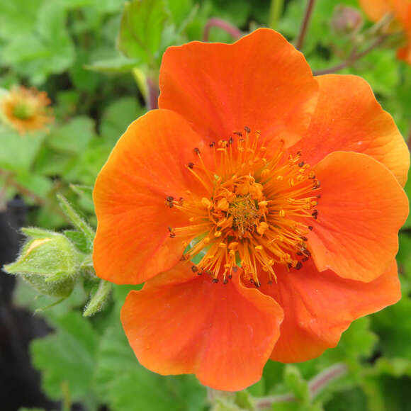 Nelkenwurz - Geum coccineum 'Cooky' - orange