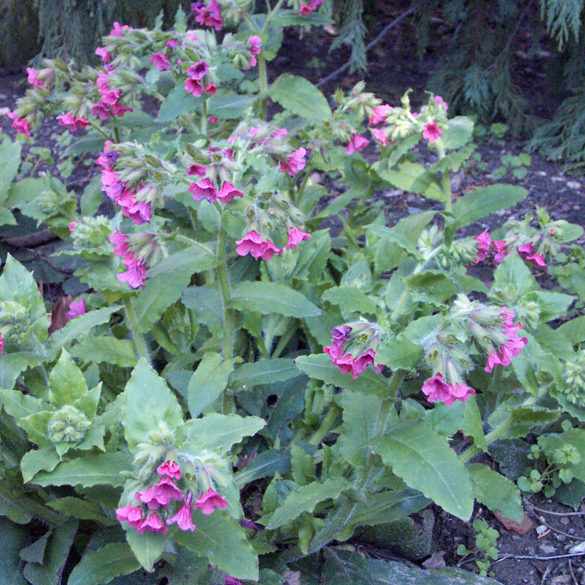 Lungenkraut - Pulmonaria rubra 'Redstart' - rot