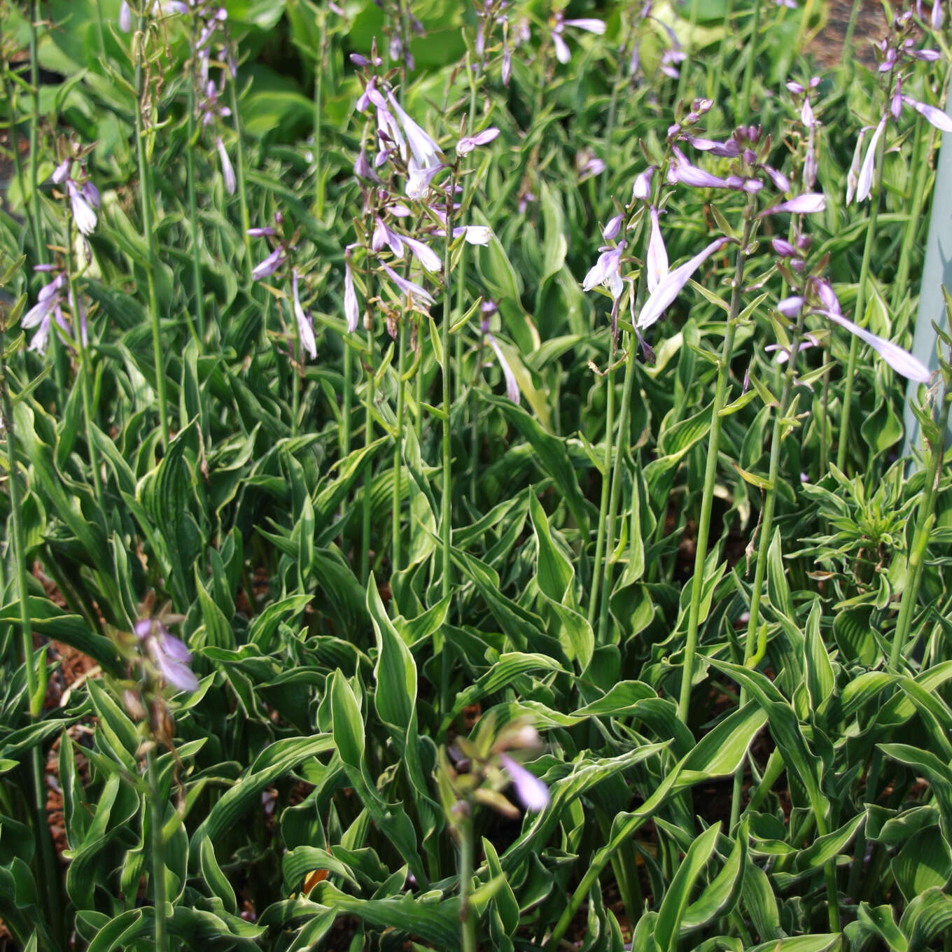 Funkie, Herzlilie - Hosta 'Praying Hands' - lila
