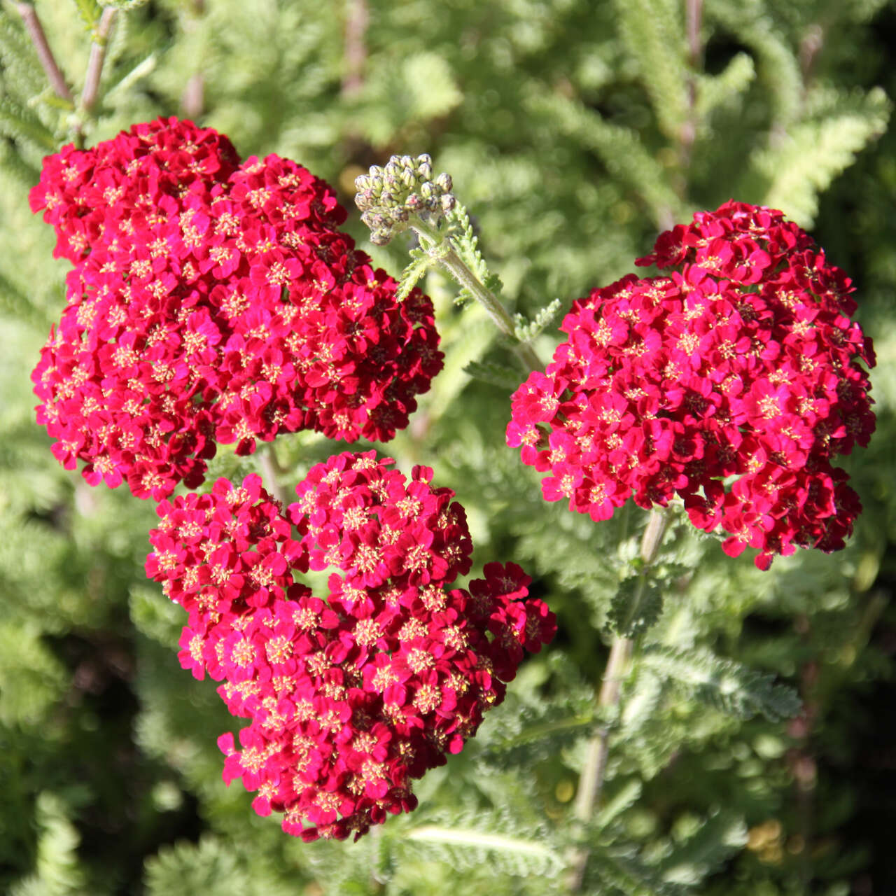 Schafgarbe - Achillea millefolium 'Red Velvet' - rot