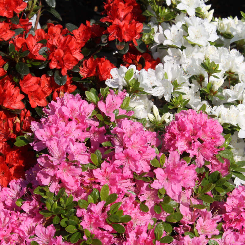 Kleinblumige Azalee - Azalea Japan Hybride - rosa - rosa