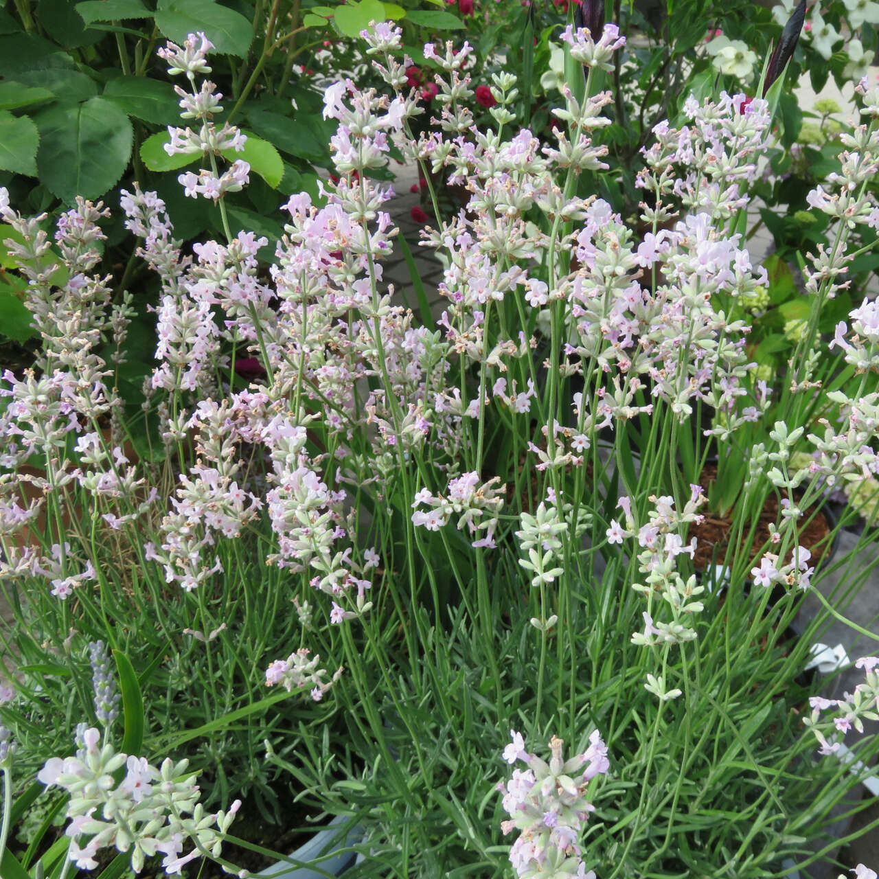 Lavendel ‚Rosea‘ 1,5-Liter: Lavendel Rosa Blumen – IXXLIQ