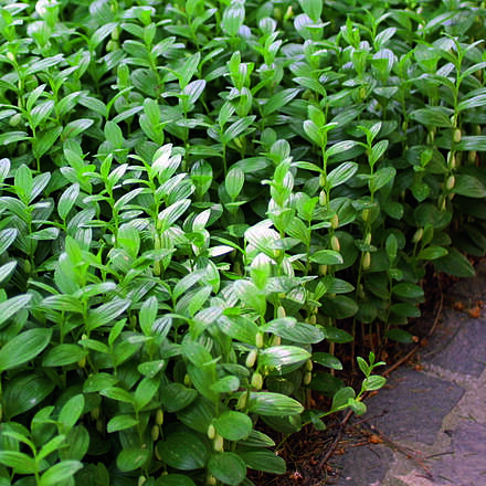 Zwerg-Salomonssiegel - Polygonatum humile - weiß