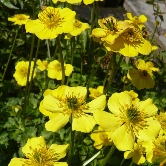 Zwergtrollblume - Trollius pumilus - gelb