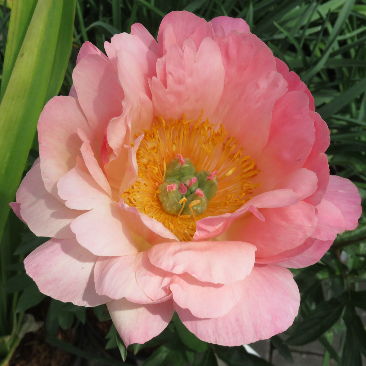 Pfingstrose Pink Hawaiian Coral