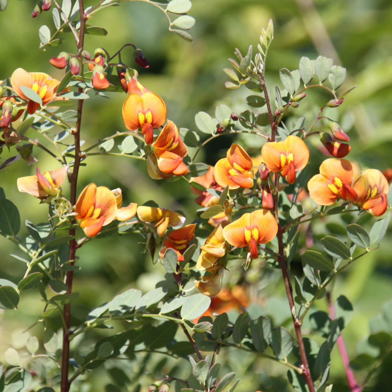 Orangeblütiger Blasenstrauch - Colutea media 'Copper Beauty' - orange