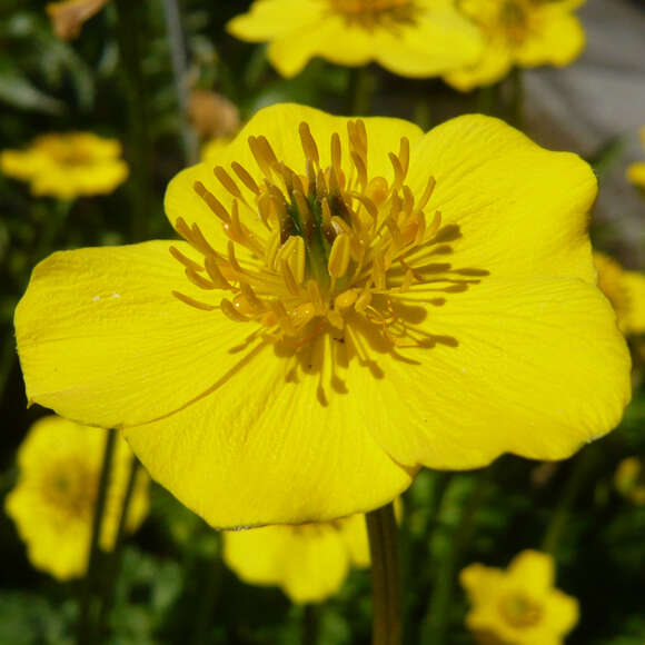 Zwergtrollblume - Trollius pumilus - gelb