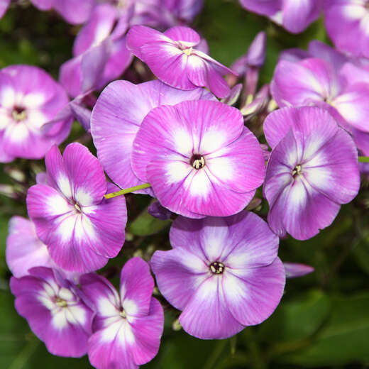 Hoher Gartenphlox - Phlox paniculata 'Amethyst' - violett