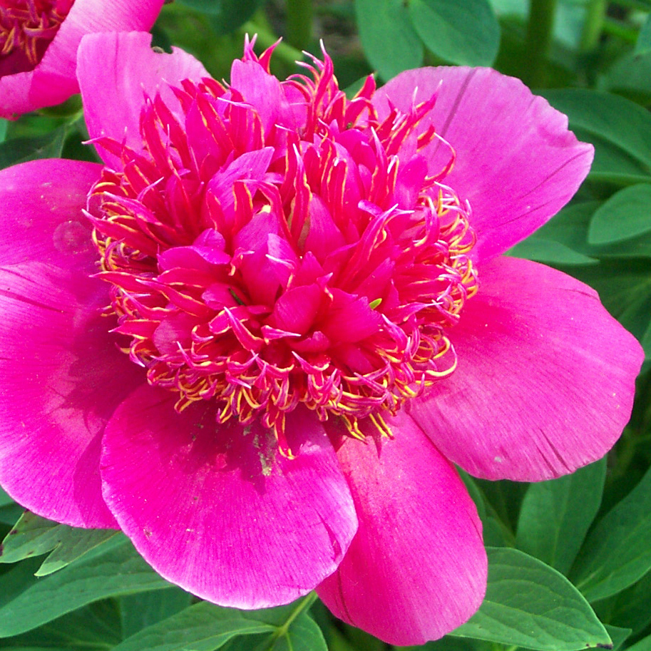 Bauernpfingstrose - Paeonia officinalis 'Anemoniflora' - rosa