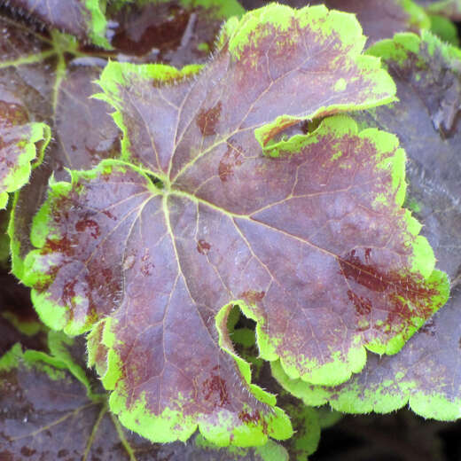 Zwerg-Purpurglöckchen - Heucherella 'Twilight' - weiß