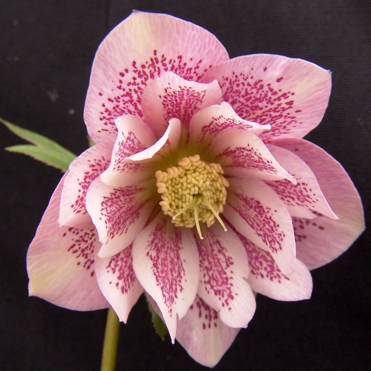 Kaukasus-Schneerose - Helleborus orientalis 'Spring Wonder' - rosa