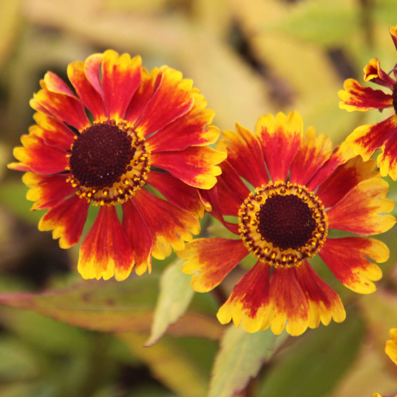 Sonnenbraut - Helenium 'Biedermeier' - gelb, rot, mehrfärbig