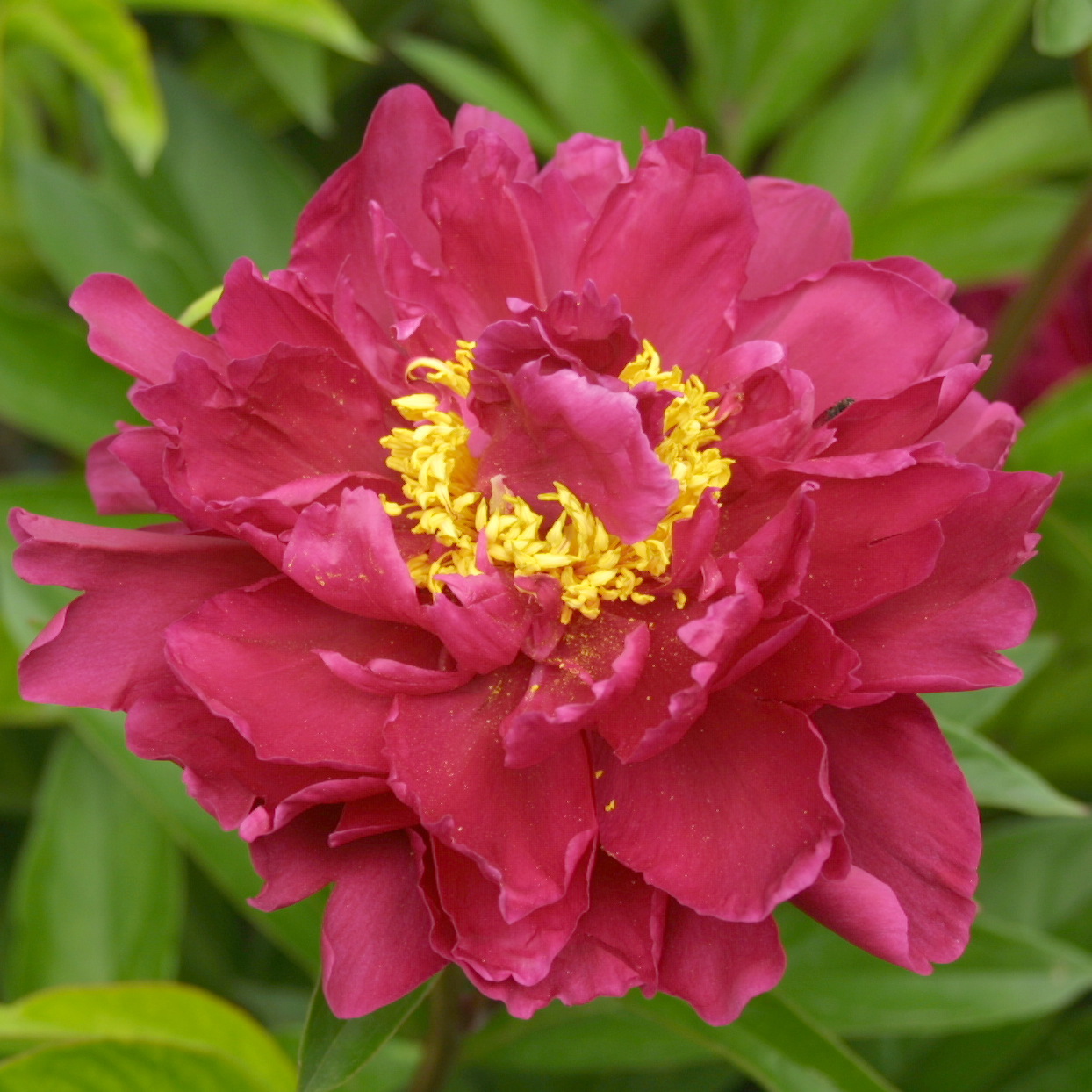 Pfingstrose - Paeonia lactiflora 'Peter Brand' - rot