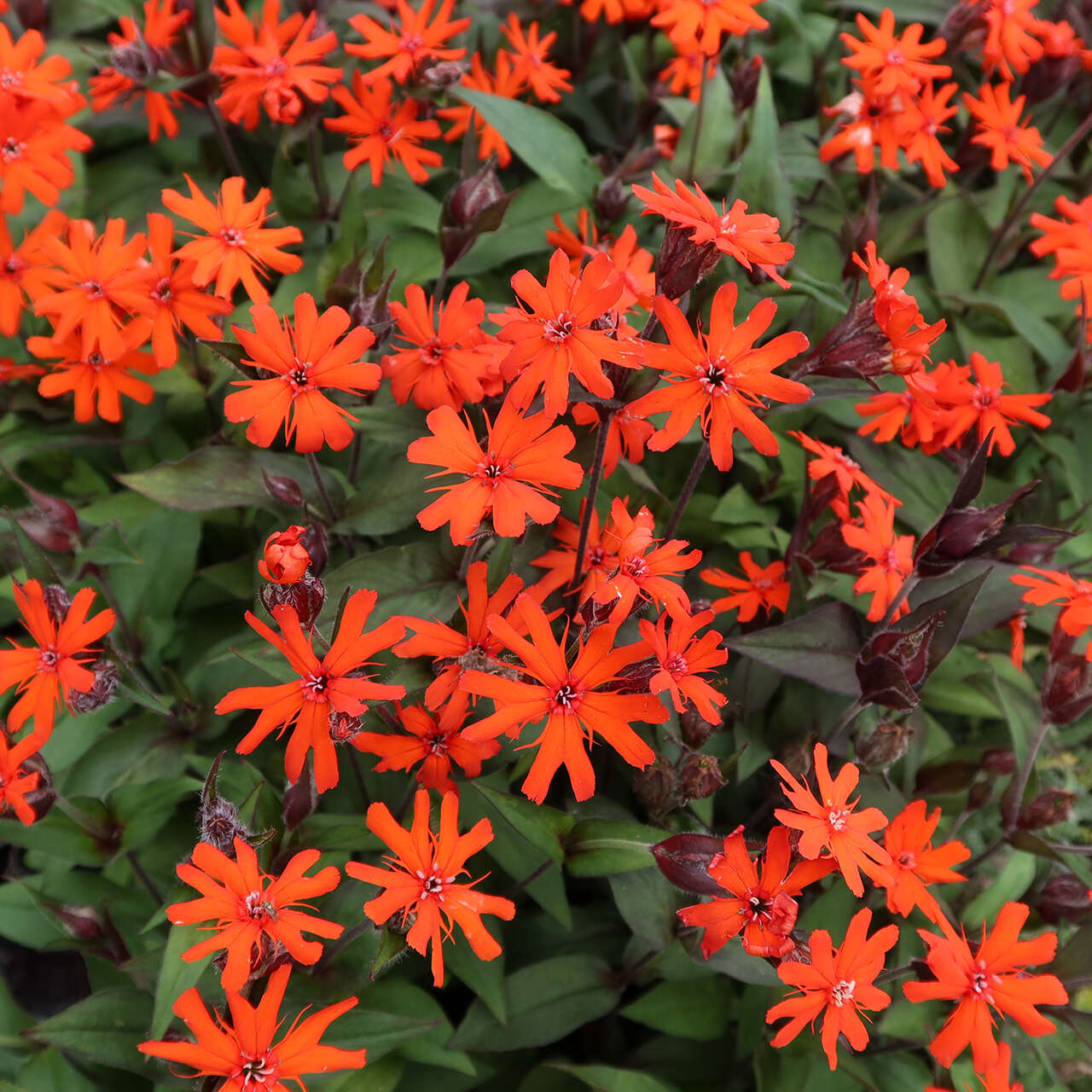 Lichtnelke - Lychnis arkwrightii 'Vesuvius' - orange