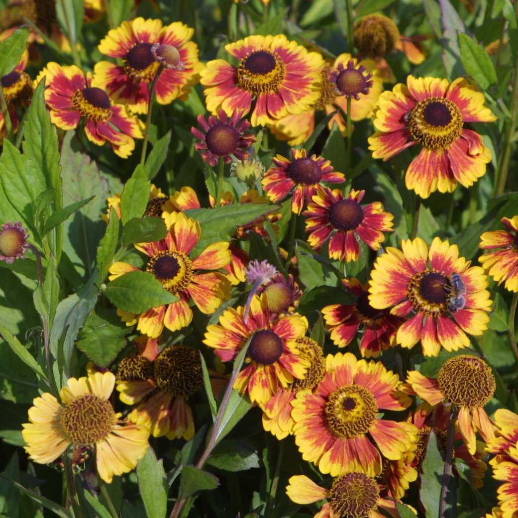 Sonnenbraut - Helenium 'Biedermeier' - gelb, rot, mehrfärbig