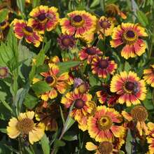 Sonnenbraut - Helenium 'Biedermeier' - gelb, rot, mehrfärbig