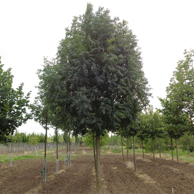 Esche - Fraxinus excelsior 'Westhofs Glory'
