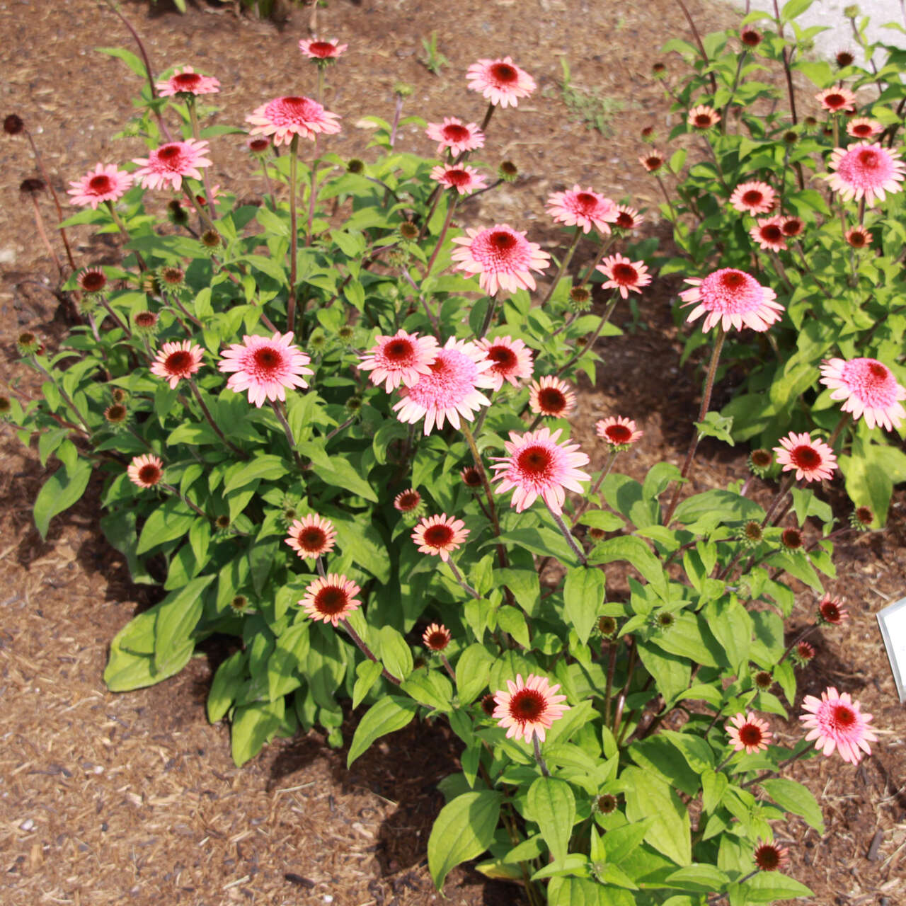 Sonnenhut - Echinacea purpurea 'Raspberry Truffle' - rosa
